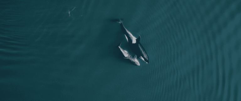 Coextinction - Cinema Politica