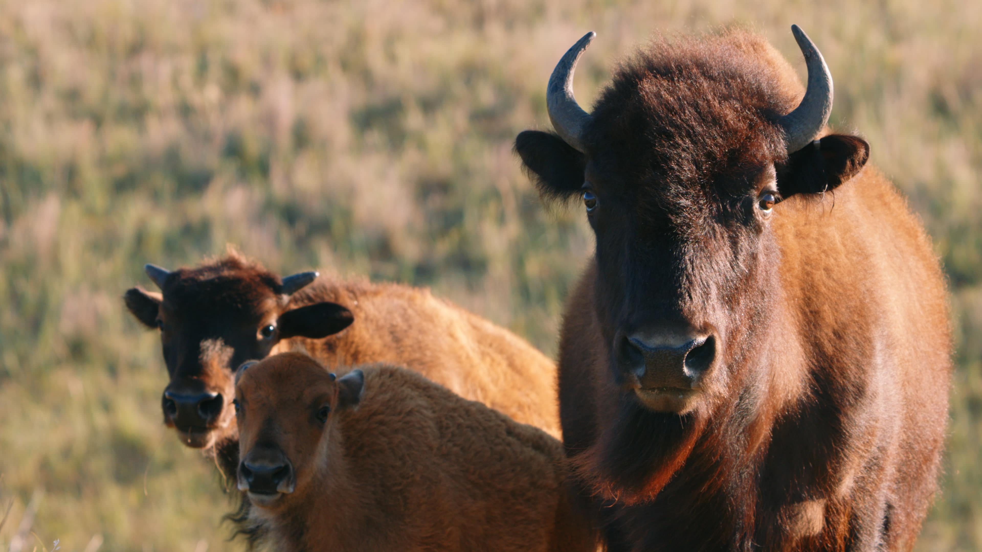 LE RETOUR DU BISON prend l'affiche dans les cinémas canadiens le 13 ...